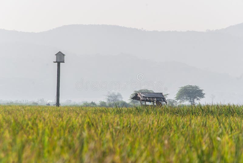 The Rice Fields with Hill in the Background Stock Photo - Image of nice ...