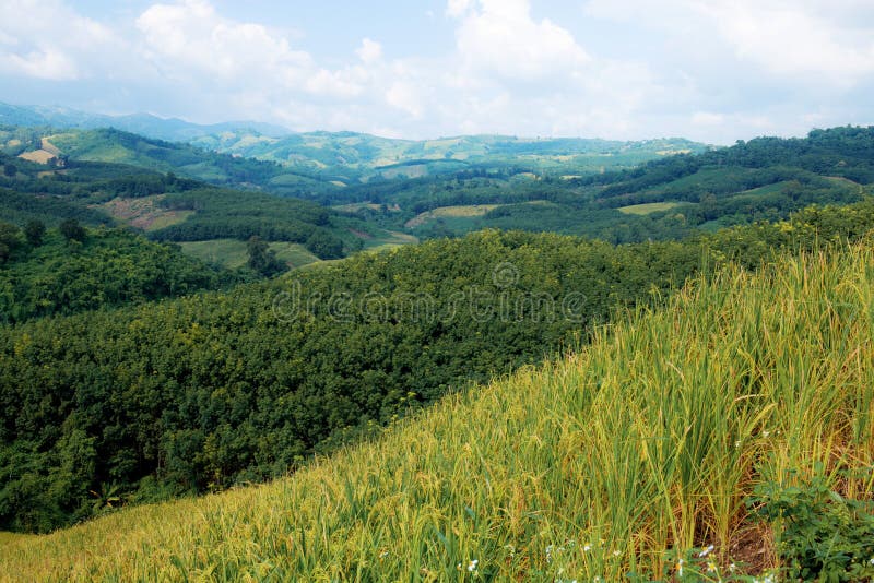 Rice fields on hill stock photo. Image of high, growth - 185993940