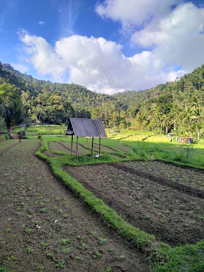 Rice Fields and Hills Bali Indonesia Stock Image - Image of plantation ...