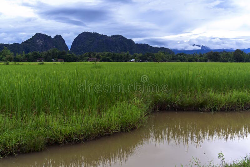 Rice Fields, Hills. stock photo. Image of rural, nature - 44442430