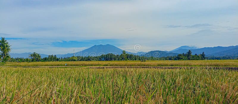 Rice Fields, Hills and Mountains Stock Photo - Image of soil, pasture ...