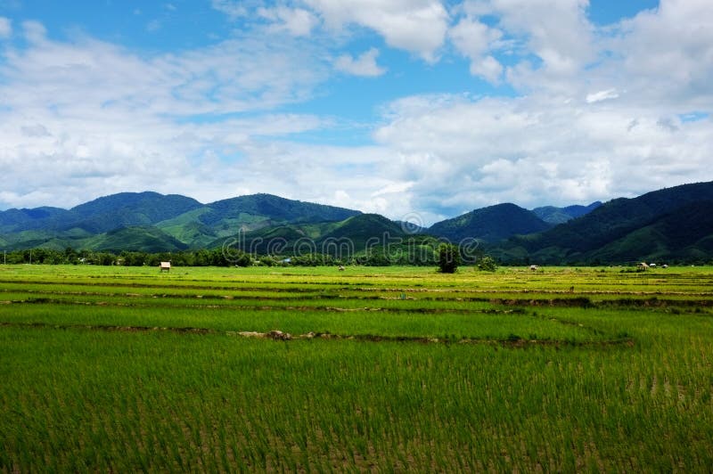 Rice Fields with Hills and Mountains in the Background Stock Photo ...