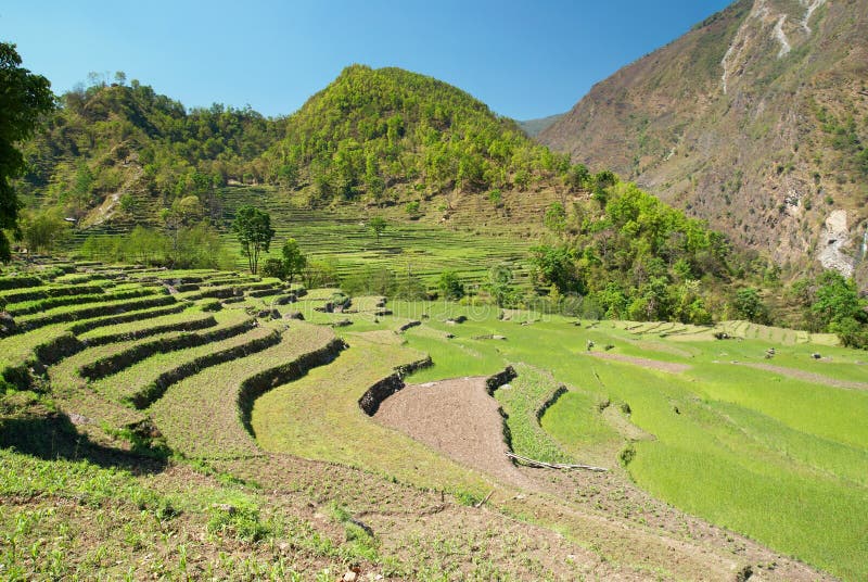 Rice Fields in the Himalayan Hills Stock Image - Image of agriculture ...