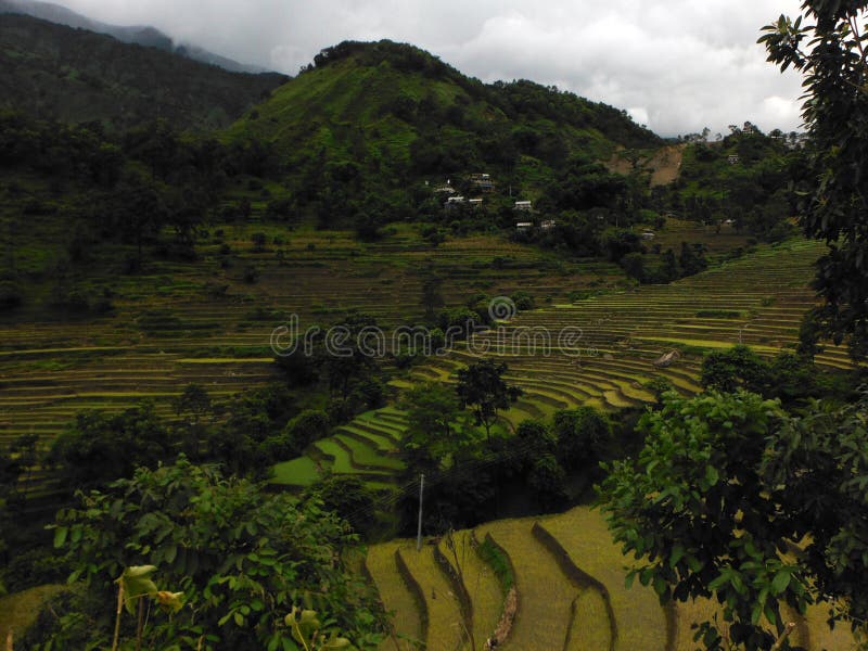 Rice Fields of the Himalayan Town Bahundanda Stock Photo - Image of ...