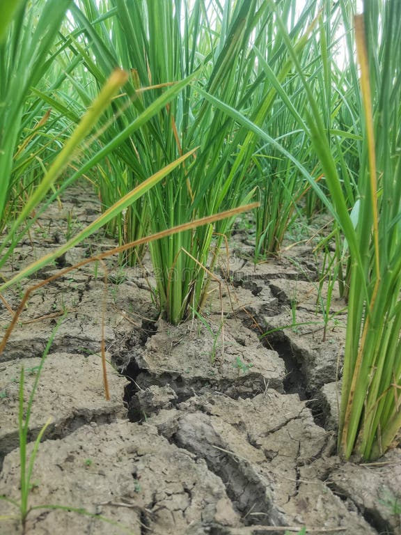 Rice Fields are Hit by Drought Stock Image - Image of drought, rice ...