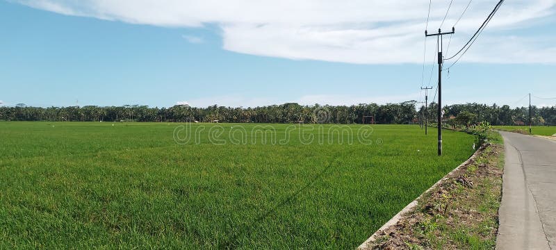 The Rice Fields in the Hometown are Very Beautiful Stock Photo - Image ...