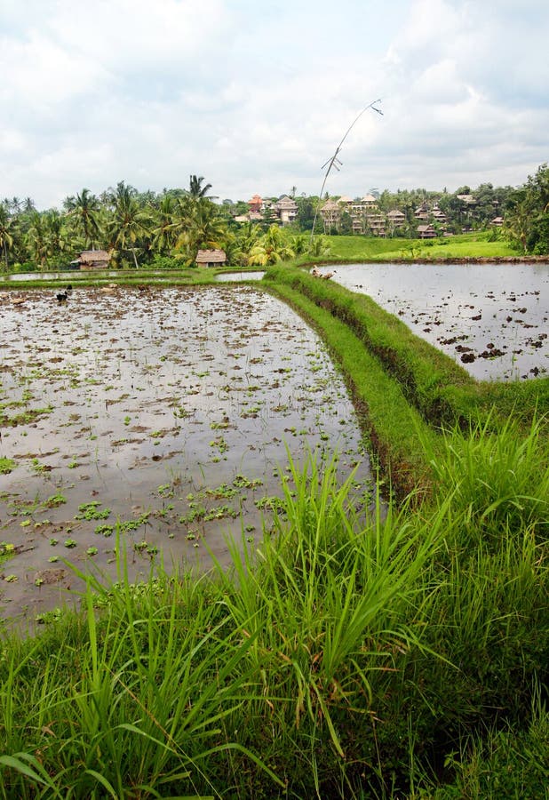 Coconut Farm Land Plots Stock Photos - Free & Royalty-Free Stock Photos ...