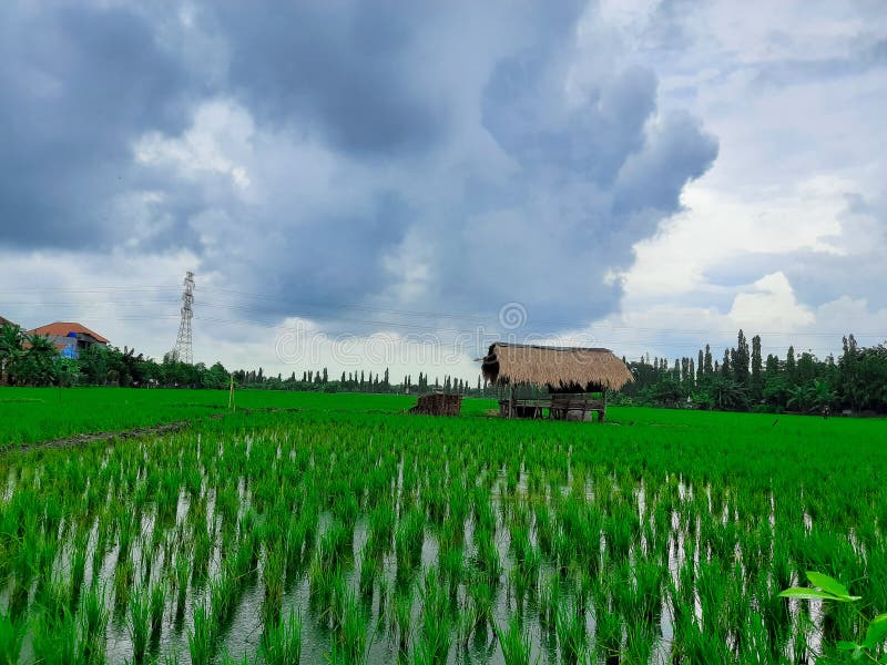 Rice Fields, Huts, and Cloudy Skies Stock Image - Image of cloudy ...