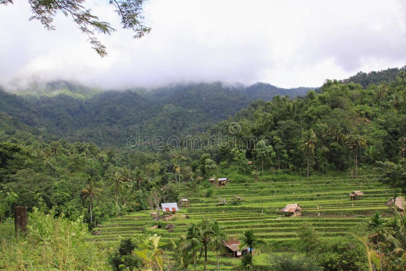 Rice Fields with Huts at the Foot of a Mountain in Bali, Indonesia ...