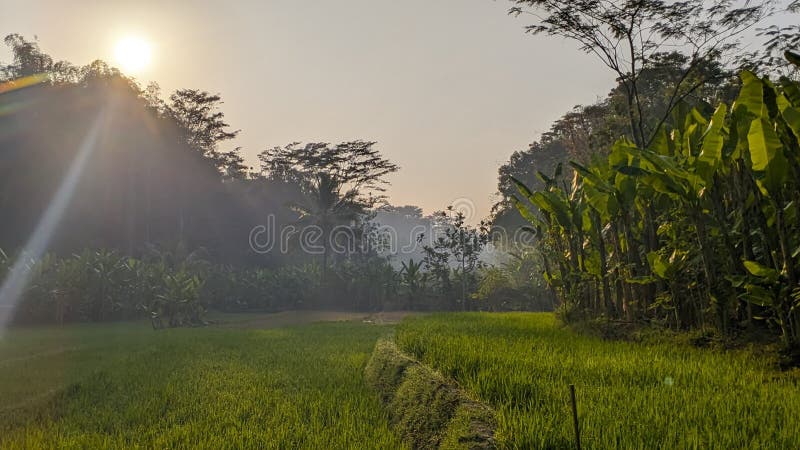 The Rice Fields are Illuminated by the Morning Sun Stock Photo - Image ...