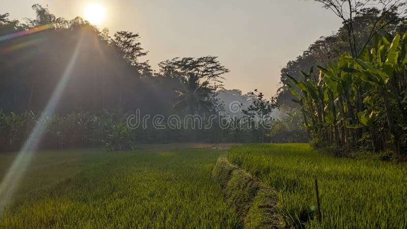 The Rice Fields are Illuminated by the Morning Sun Stock Photo - Image ...