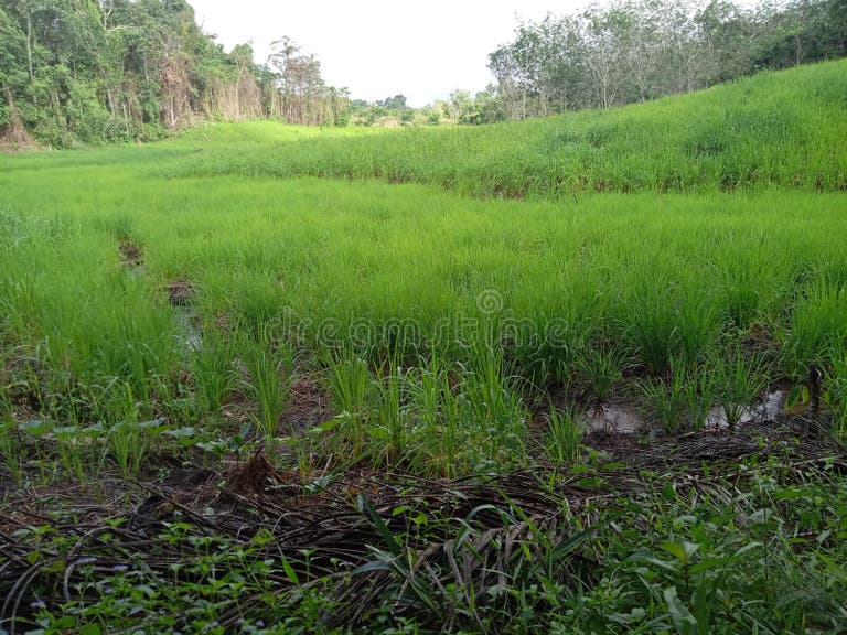 Rice Fields in the Interior of Kalimantan Barat Stock Image - Image of ...