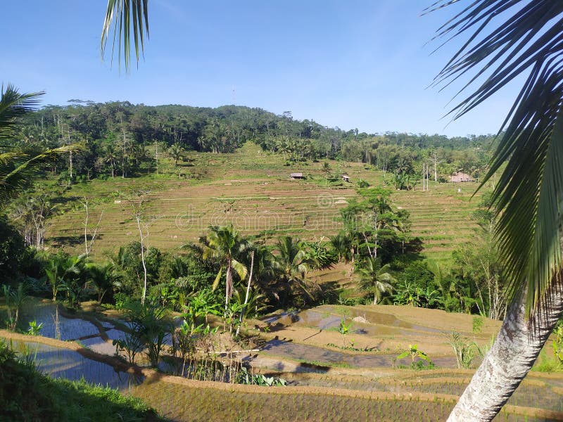 The Rice Fields are Irrigated and Very Nice Looking Stock Image - Image ...