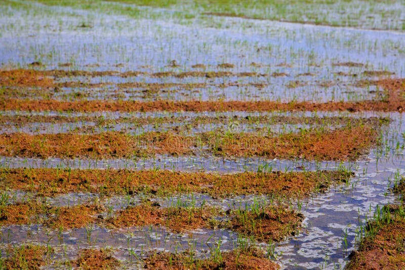 Rice Fields Irrigation with Sprouts in a Row Stock Photo - Image of ...