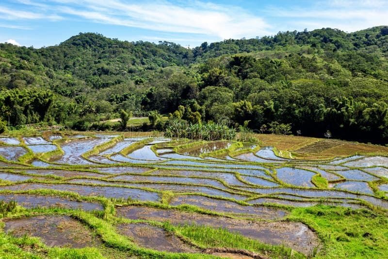 Rice Fields, Island Flores, Indonesia, Southeast Asia Stock Image ...