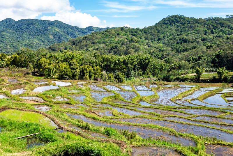Rice Fields, Island Flores, Indonesia, Southeast Asia Stock Image ...