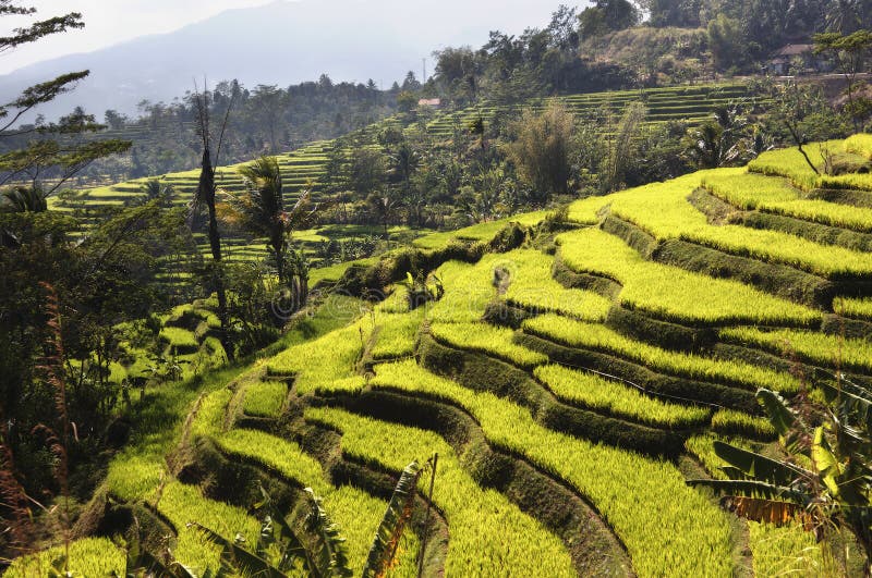 119 Sawa Rice Stock Photos - Free & Royalty-Free Stock Photos from ...