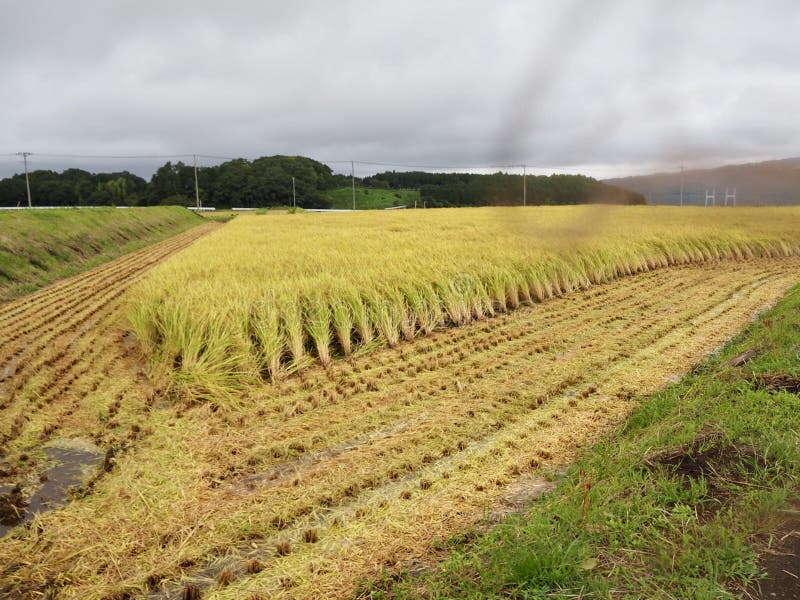 Japanese rice fields stock image. Image of field, japan - 22800811