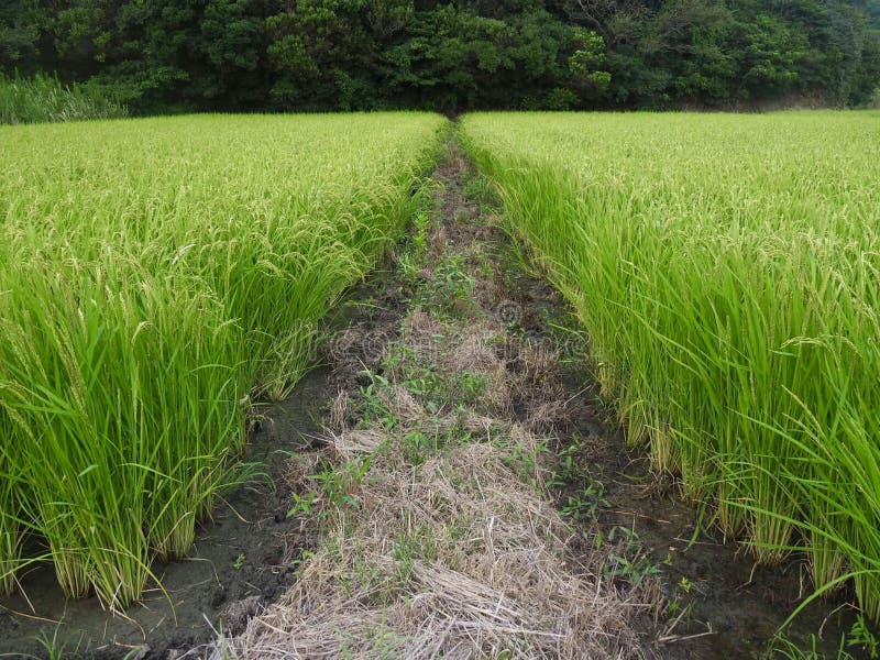 Rice fields in Japan stock photo. Image of field, agriculture - 157803428
