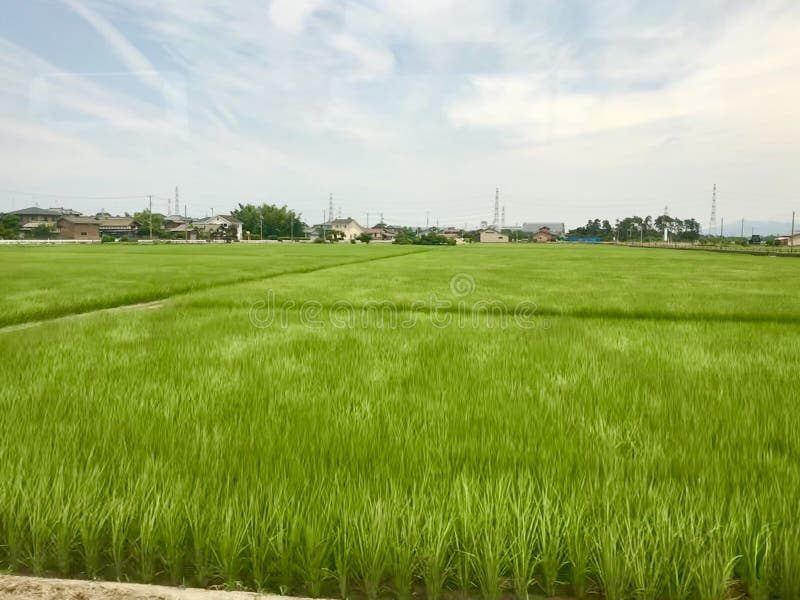 Rice fields in Japan stock photo. Image of field, fields - 157803450