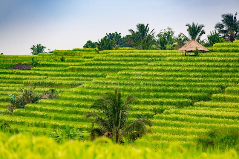 Rice Fields, Jatiluwih, Bali Stock Photo - Image of farm, asian: 149244140