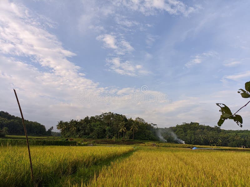 Beautiful Nature in the Village Java - Banyuwangi - Indonesia Stock ...