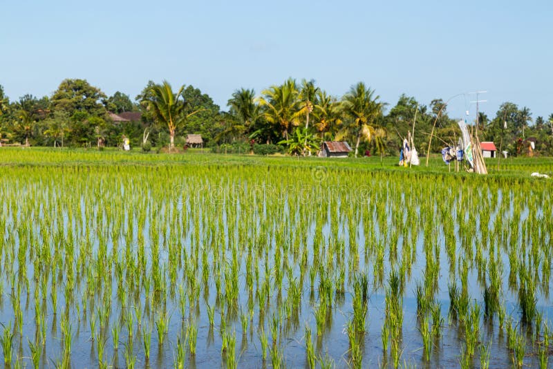 Rice fields of Java stock photo. Image of country, asia - 165535752