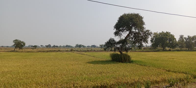 Rice Fields during Kharif Crops. Stock Image - Image of tree, soil ...