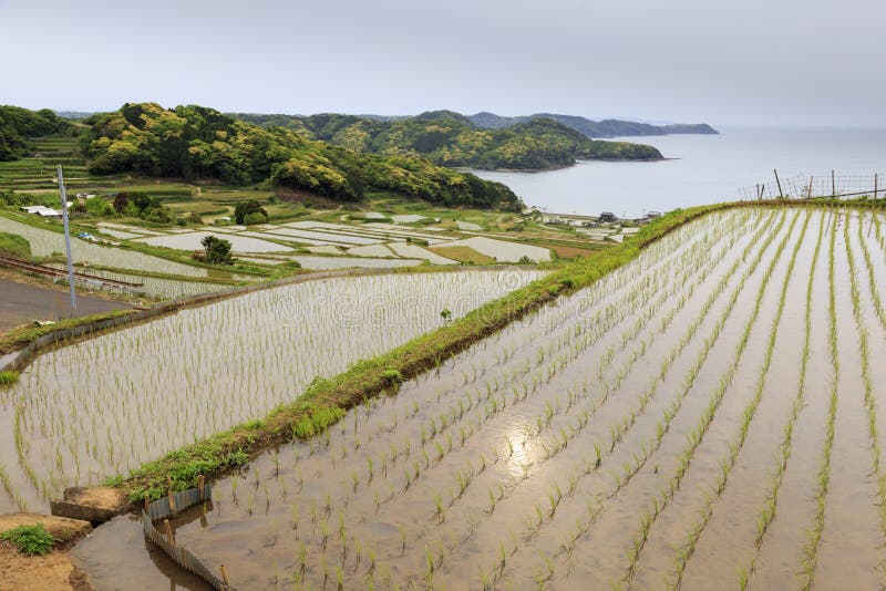 Rice fields in Kyushu stock image. Image of green, plantation - 118165625