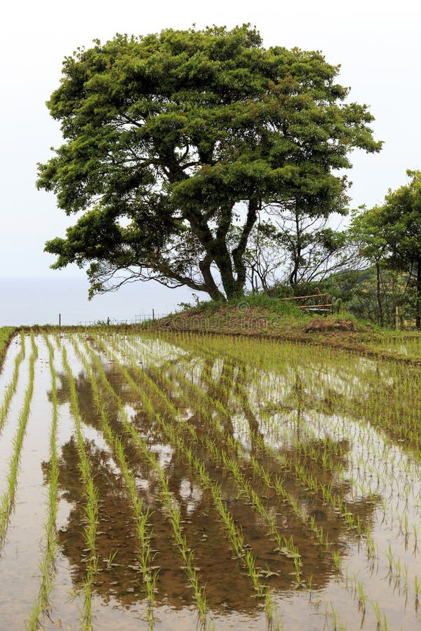 Rice fields in Kyushu stock image. Image of tourism - 118165651