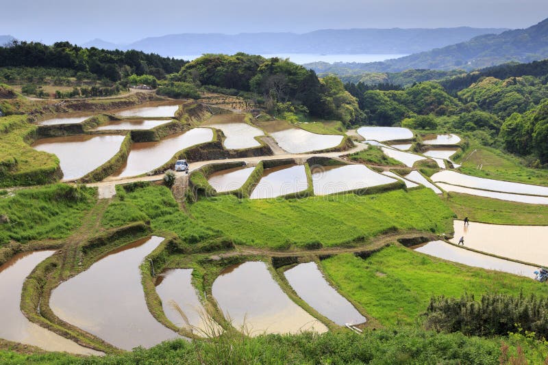Rice fields in Kyushu stock photo. Image of food, traditional - 118165684