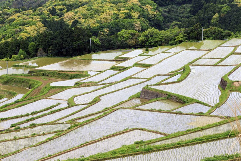Rice fields in Kyushu stock image. Image of tourism - 118165651