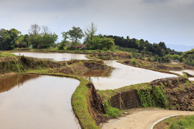 Rice fields in Kyushu stock image. Image of plant, life - 118165893