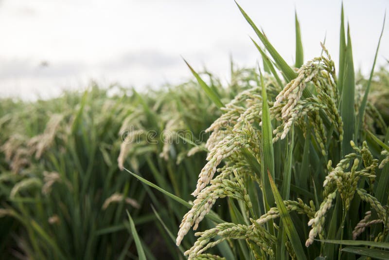Rice Fields in the Lagoon of Valencia Stock Photo - Image of europa ...