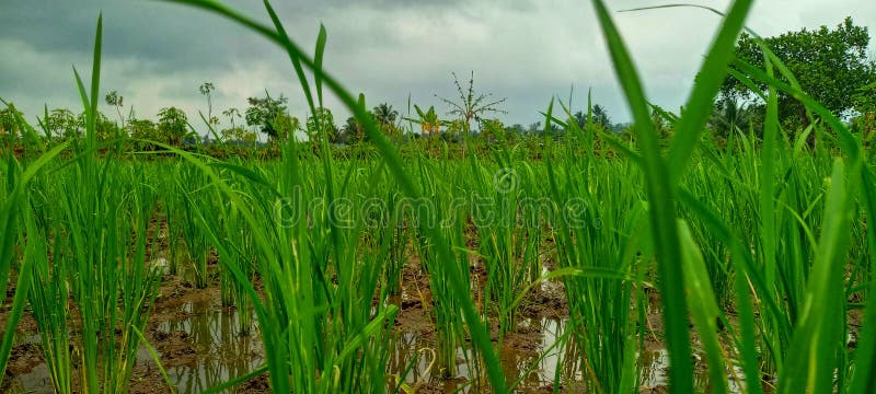 Rice Fields are Land that is Cultivated and Irrigated for Planting Rice ...