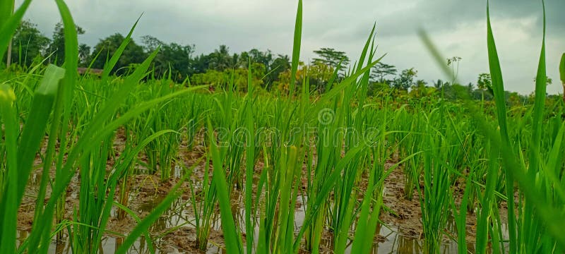 Rice Fields are Land that is Cultivated and Irrigated for Planting Rice ...