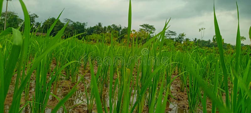 Rice Fields are Land that is Cultivated and Irrigated for Planting Rice ...