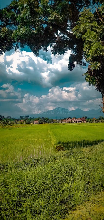 Rice fields stock image. Image of mountain, fields, cloud - 264400881