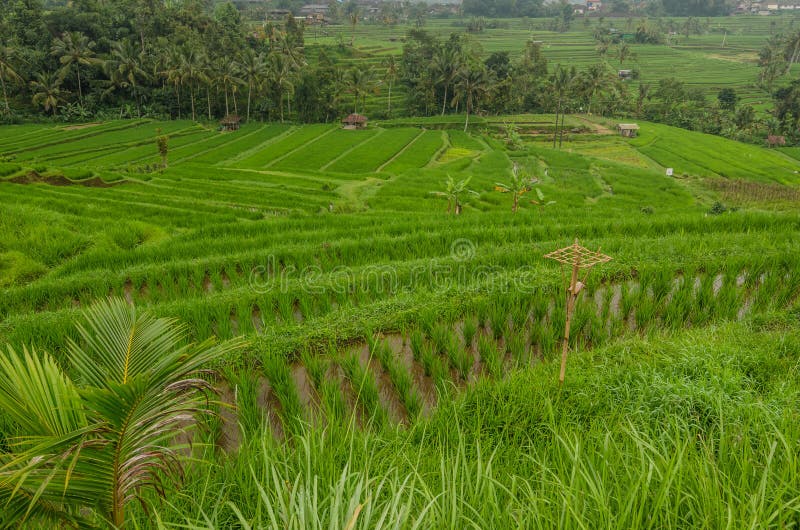 Rice Fields Landscape in Bali Stock Photo - Image of field, investment ...