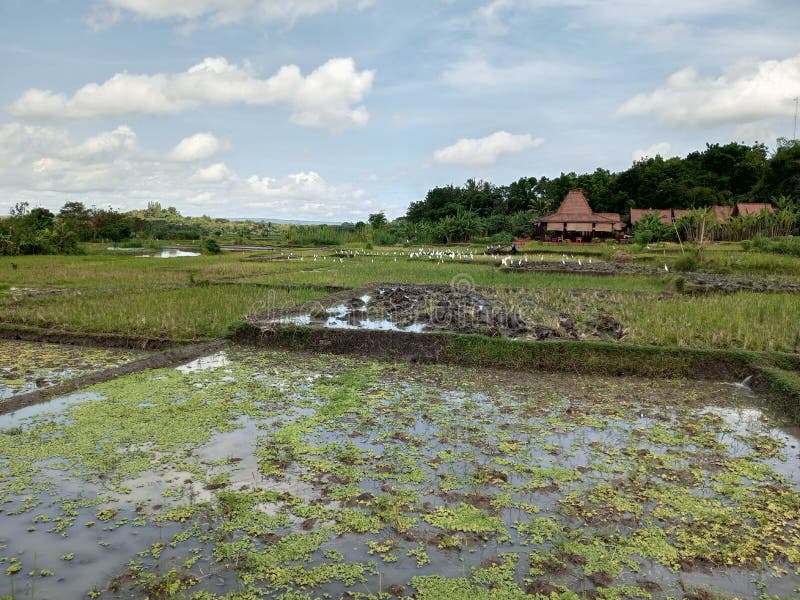 Rice Fields Landscape with Wild White Bird on Bantuls Stock Photo ...
