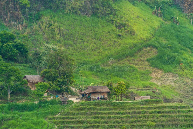 Rice fields in Laos stock photo. Image of asian, culture - 95134074