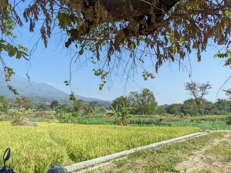 Rice Fields and Lawu Mountain in Java Stock Image - Image of lawu ...