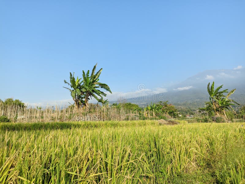 Rice Fields and Lawu Mounthain in East Java Stock Image - Image of rice ...