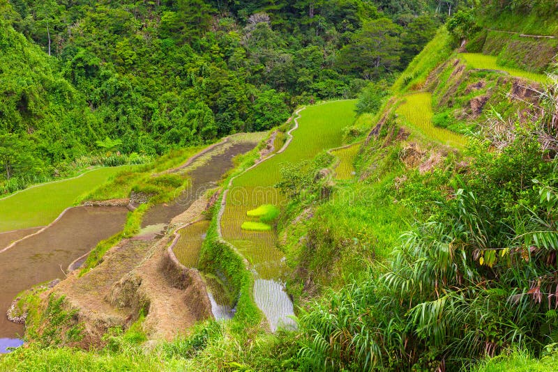 Rice Fields Terraces In Philippines Stock Image - Image of construction ...