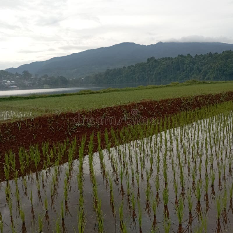 Rice Fields Like Hills Mountains are Very Beautiful To See Stock Photo ...