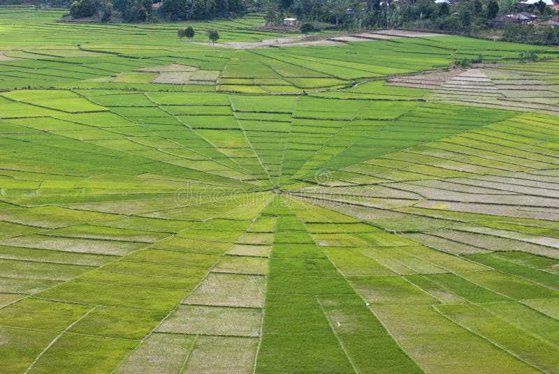 The Rice Fields Like a Spider S Web of Southeast Asia Stock Image ...