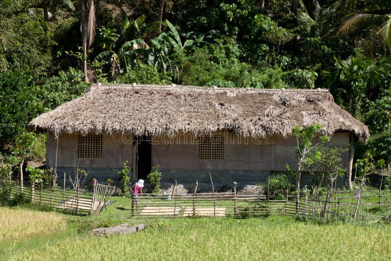 Rice Fields with a Local Hut, Countryside of Donsol, Philippines Stock ...