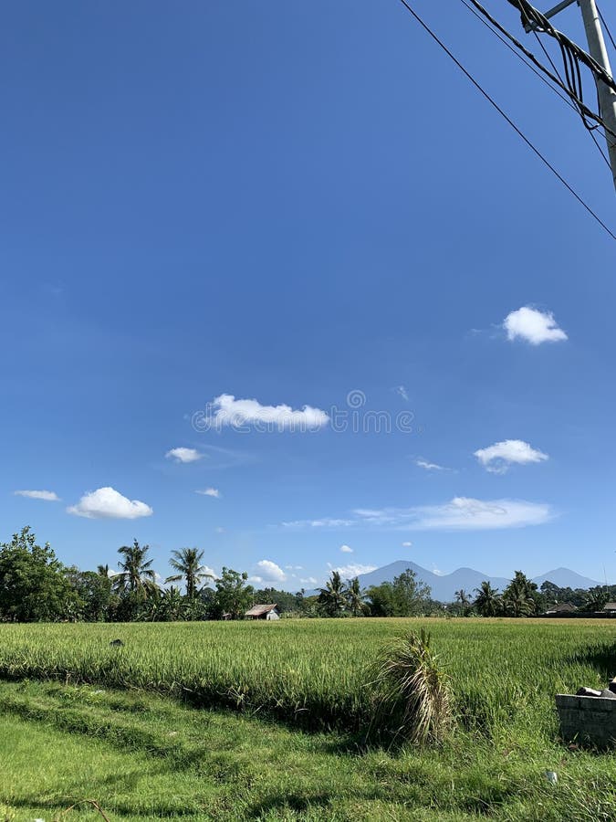 Rice fields stock photo. Image of badung, penarungan - 223387642