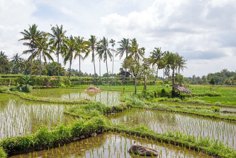 Rice Fields in Lombok Indonesia Stock Image - Image of agriculture ...