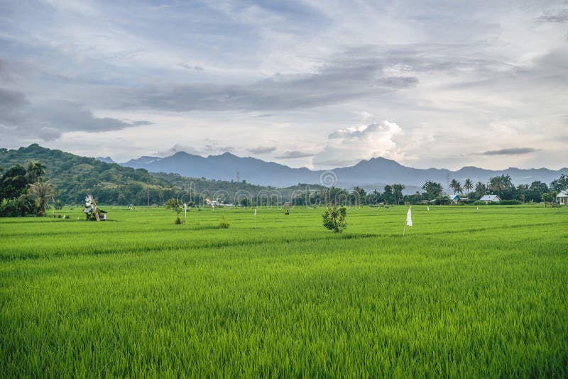 The Rice Fields in Lombok Island Stock Photo - Image of indonesia ...